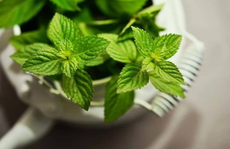 9 Essential Oils To Decrease Milk Supply Mint Sage And More 7548